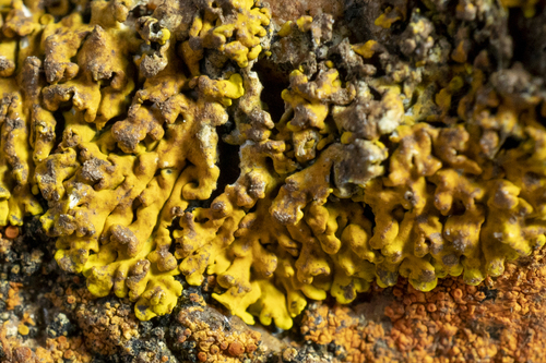 Caloplaca tomareeana · iNaturalist