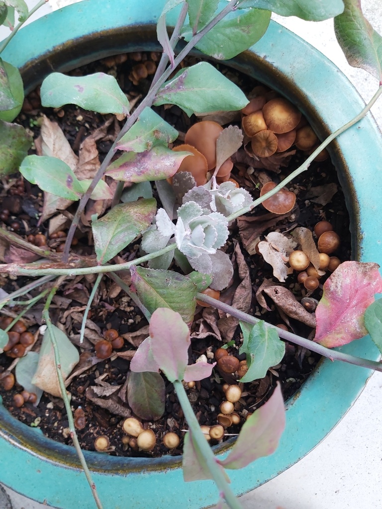 Agaricomycetes from Te Puke: blue berry bush in garden pot on July 23 ...