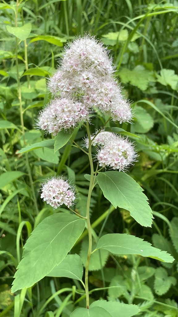 Pyramidal Spirea (Spiraea × pyramidata) - Botanical Realm
