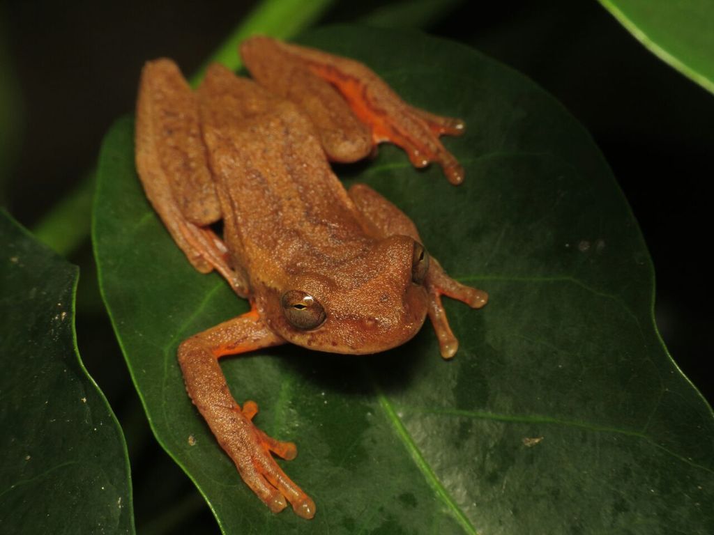 Boettger's Colombian Tree Frog from Cd Bolívar, Antioquia, Colombia on ...