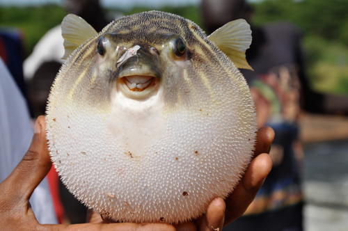 African Freshwater Pufferfishes (Tetraodon)