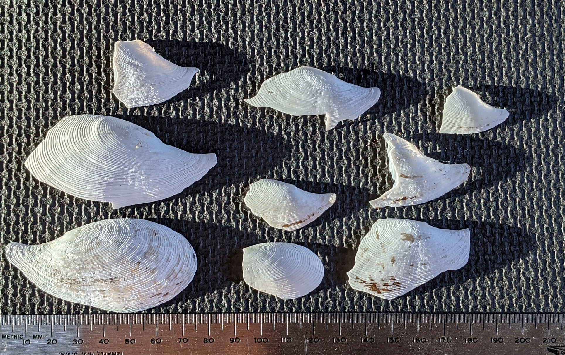 Yoldia Møller, 1842