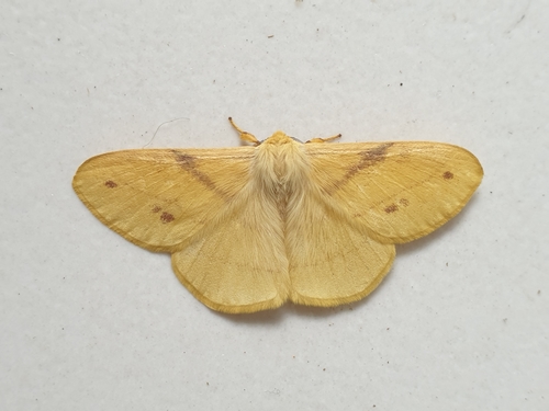 Eupterote orientalis · NaturaLista Colombia