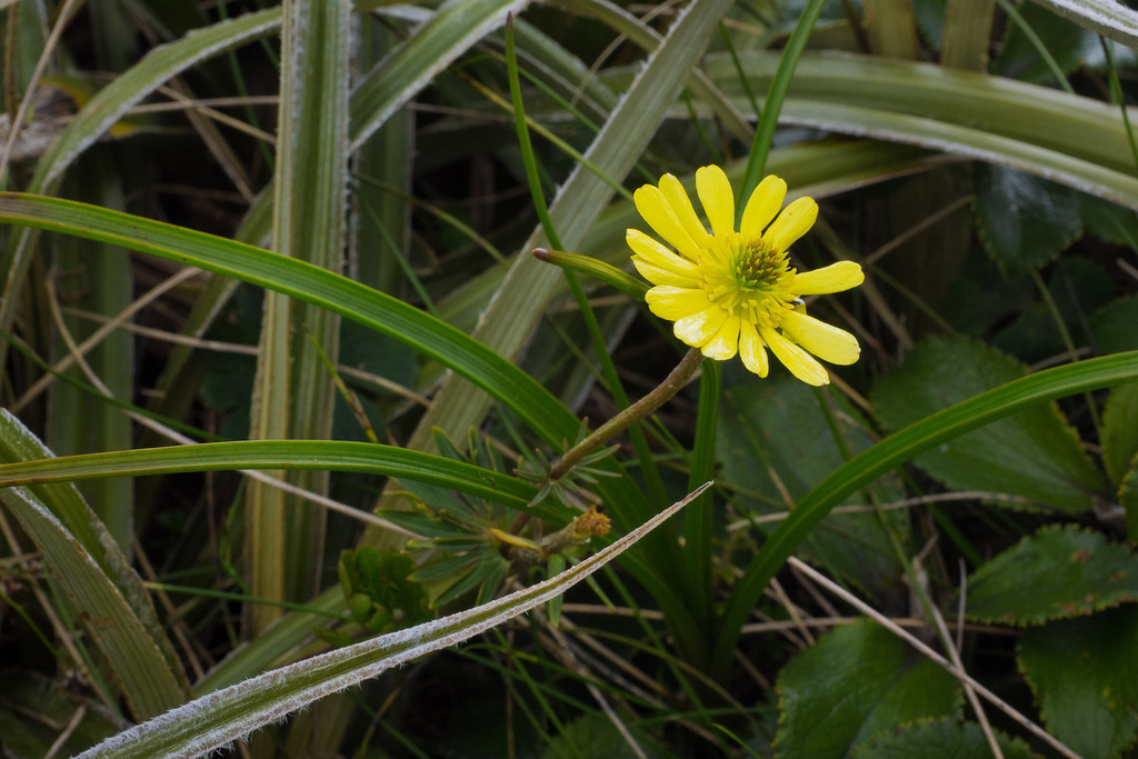Ranunculus verticillatus from Ngamoko Range, Ruahine Forest Park on ...