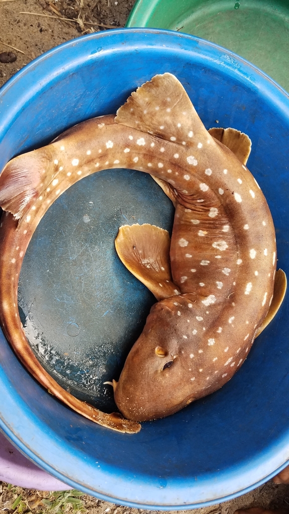 Carpet Sharks (Orectolobiformes) - Marine Life Identification
