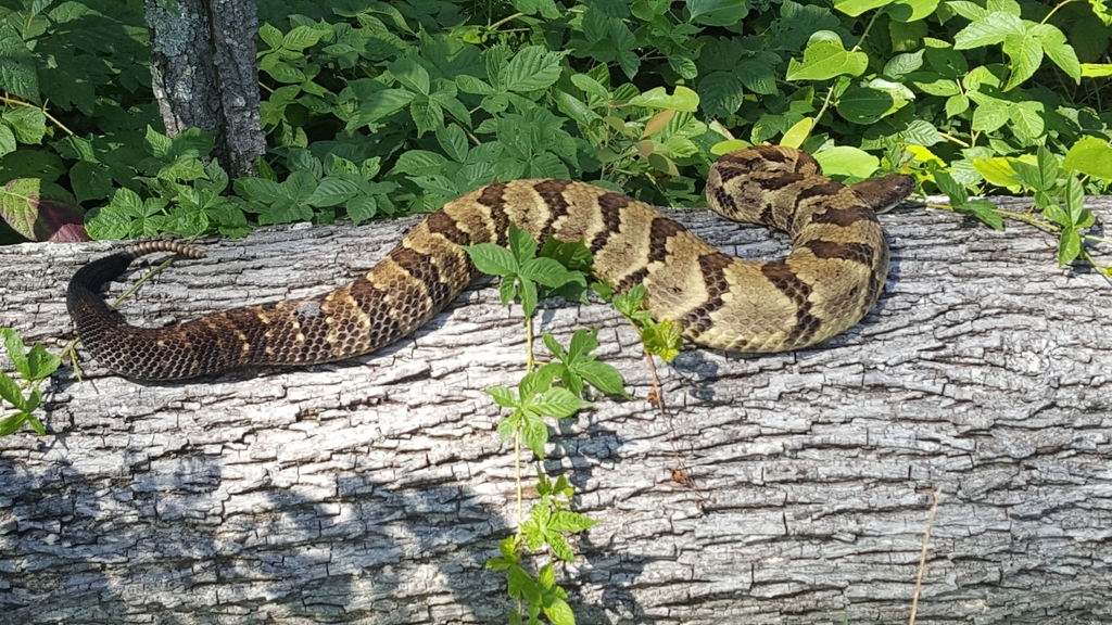 Timber Rattlesnake in July 2017 by Angela Fentress · iNaturalist