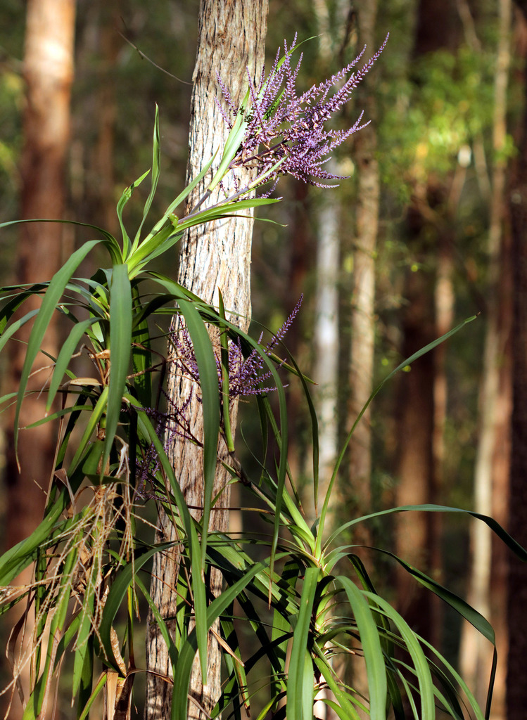 Slender Palm Lily in October 2017 by juliegraham173 · iNaturalist