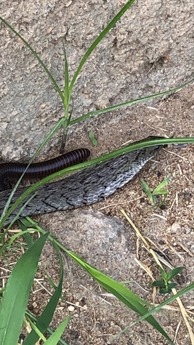 Green Night Adder (Causus resimus) - Snakes and Lizards