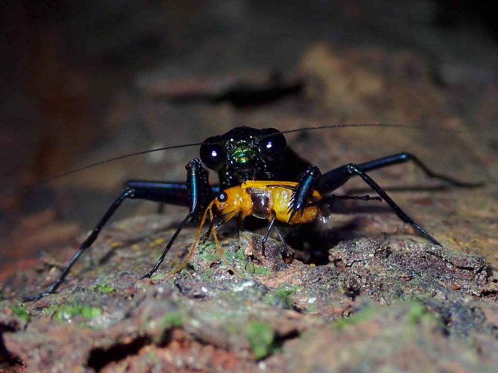 Iridescent Bark Mantis from Tanjung Bungah, Penang, Malaysia on July 18 ...