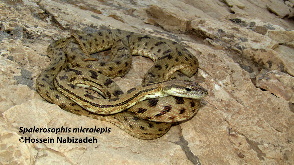 Zebra Snake from Qom Province, Iran on May 13, 2020 at 08:09 PM by ...