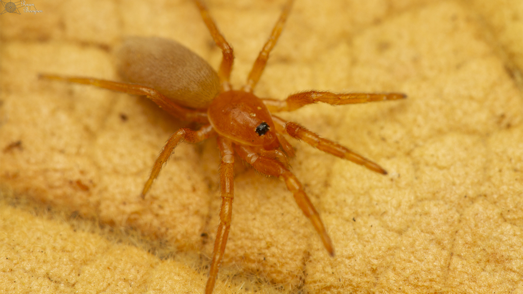 Eight-eyed Orange Lungless Spiders from Skilpad Rest Camp, Namaqua ...