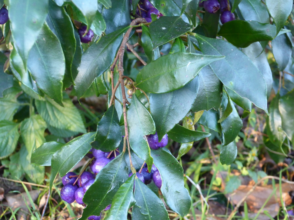 Blue Lilly Pilly (Syzygium oleosum) - Botanical Realm