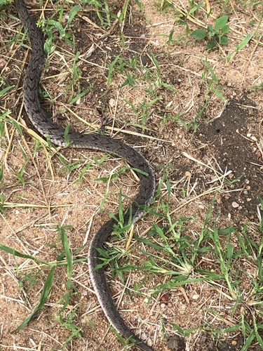 Green Night Adder (Causus resimus) - Snakes and Lizards