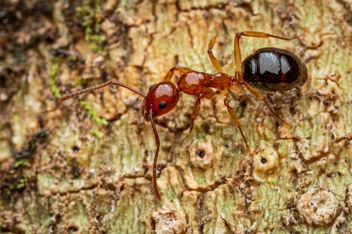 Complex Dolichoderus australis · iNaturalist