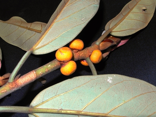 Ficus consociata · iNaturalist