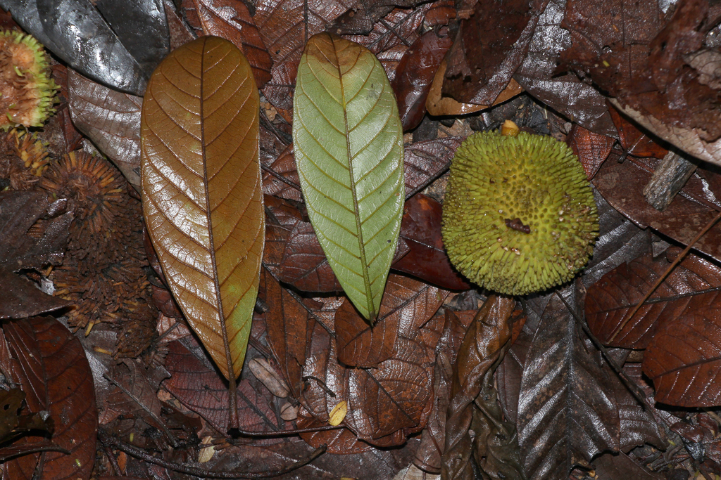 Monkey Jack (Artocarpus rigidus) - Botanical Realm