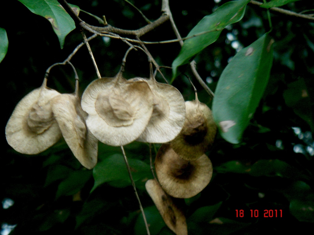 Burmese-Rosewood (Pterocarpus indicus) - Botanical Realm