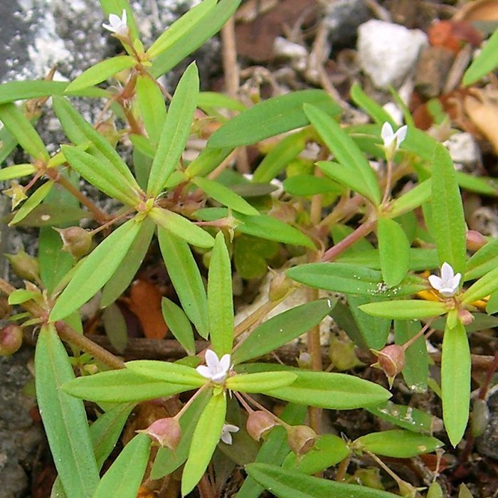 Corymbose Hedyotis (Plants of Analamazaotra-Périnet Reserve, Madagascar ...