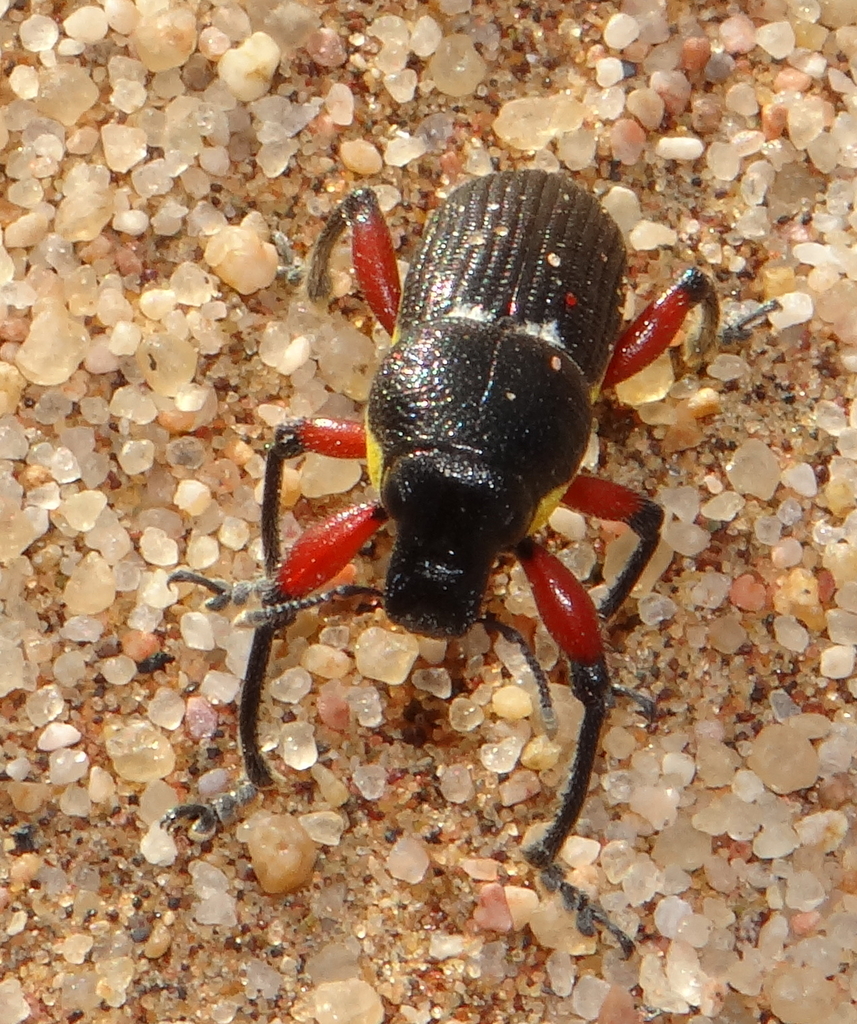 Leptostethus marginatus (Curculionidae (True Weevils) of Southern ...