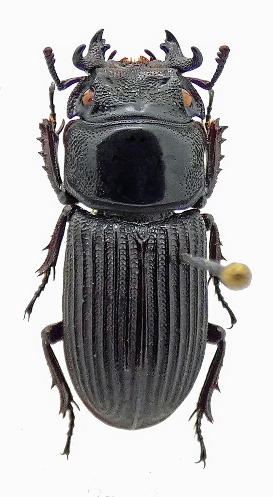 Nigidius bonneuilli (Mushiking of Malay Archipelago) · iNaturalist