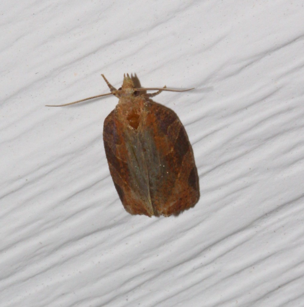 Three-lined Leafroller Moth from Québec, Canada on July 22, 2021 at 09: ...
