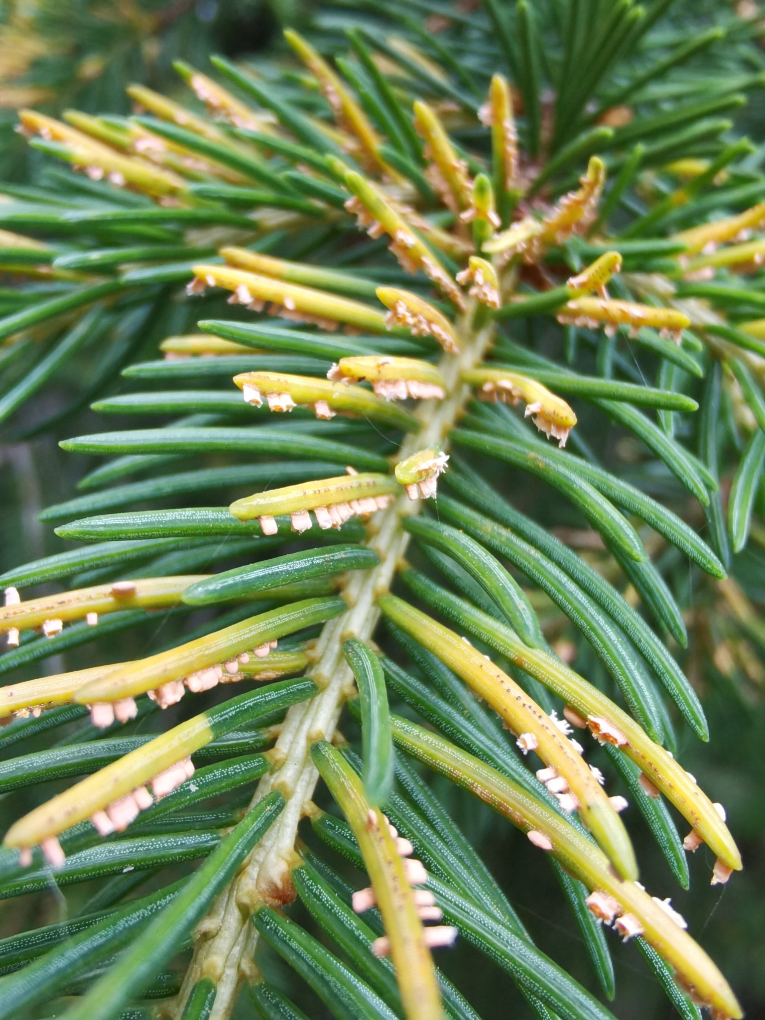 Chrysomyxa rhododendri (DC.) de Bary