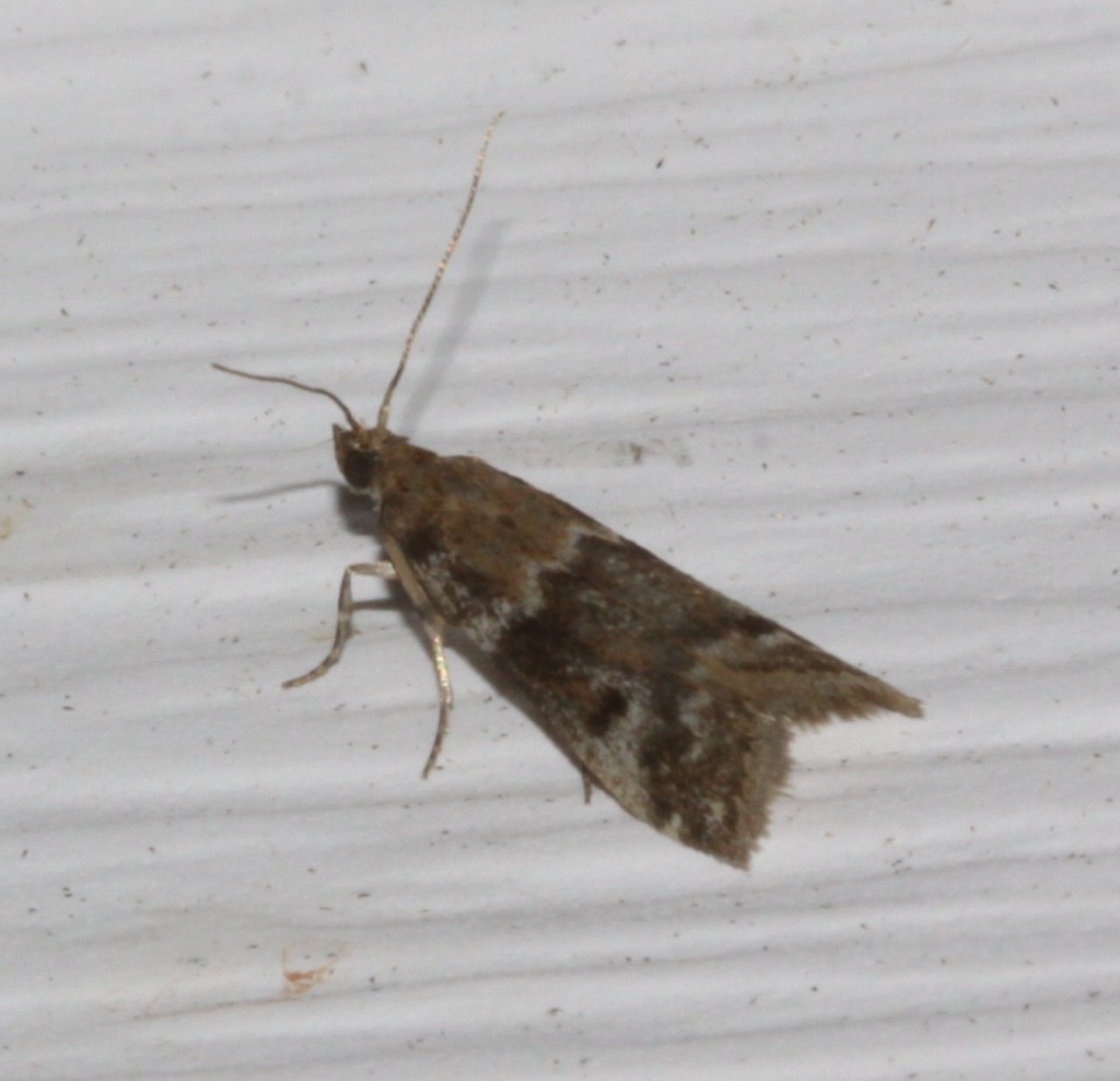 Brower's Vitula Moth from Québec, Canada on July 22, 2021 at 10:50 PM ...
