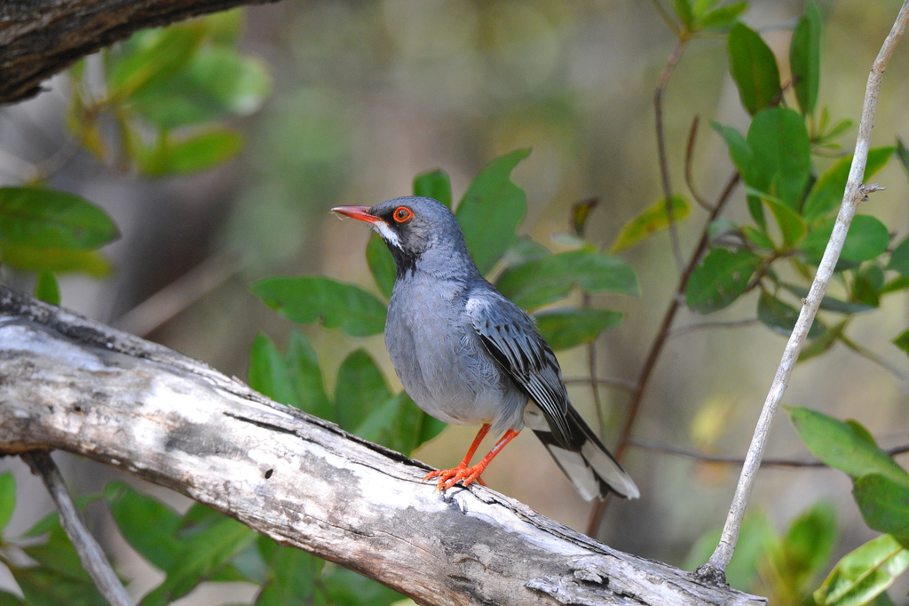 Red-legged Thrush (Birds Of GTMO) · iNaturalist