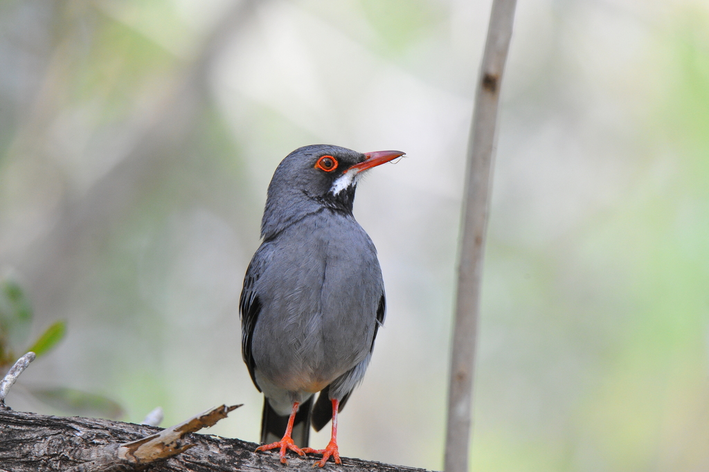 Red-legged Thrush (Birds Of GTMO) · iNaturalist
