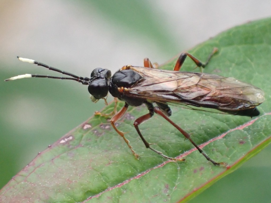 Sawflies, Horntails, and Wood Wasps from Sitka, AK, USA on July 22 ...