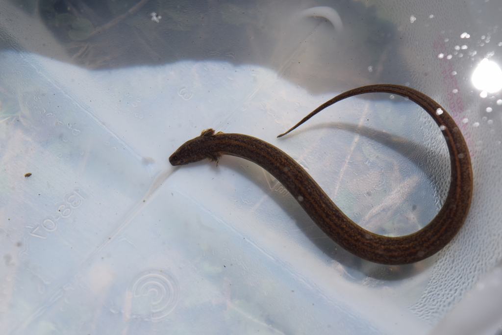 Southern Dwarf Siren from Putnam County, FL, USA on March 22, 2018 at ...
