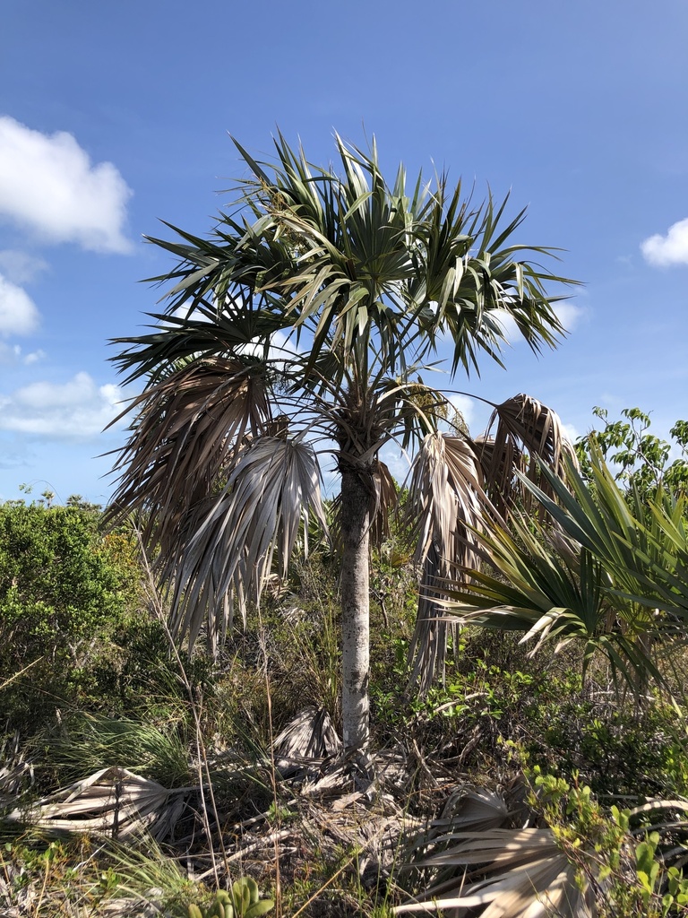 Key Thatch Palm from BS on July 23, 2021 at 10:00 AM by Dr. Mauro ...