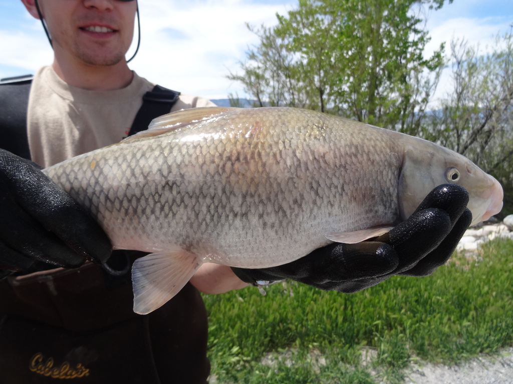 June Sucker (Chasmistes liorus) - Marine Life Identification