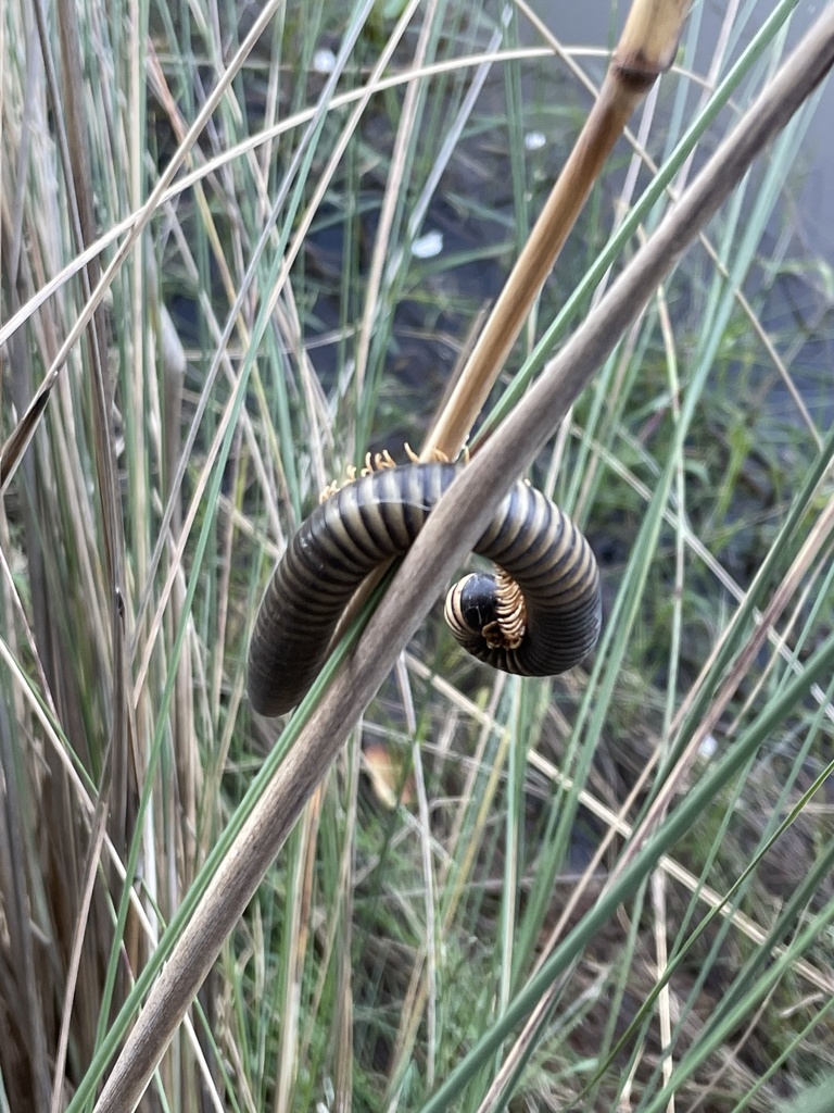 Zebra Songololo from LP, ZA on June 16, 2021 at 07:48 AM by scottrugby ...