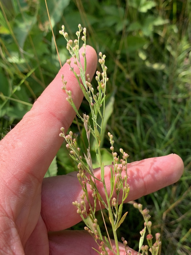 narrowleaf pinweed from East Credit, Mississauga, ON, CA on July 23 ...