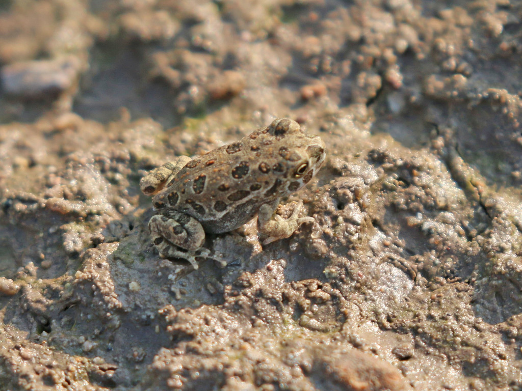 Great Plains Toad from Canoa Ranch, AZ, USA on July 21, 2021 at 08:29 ...