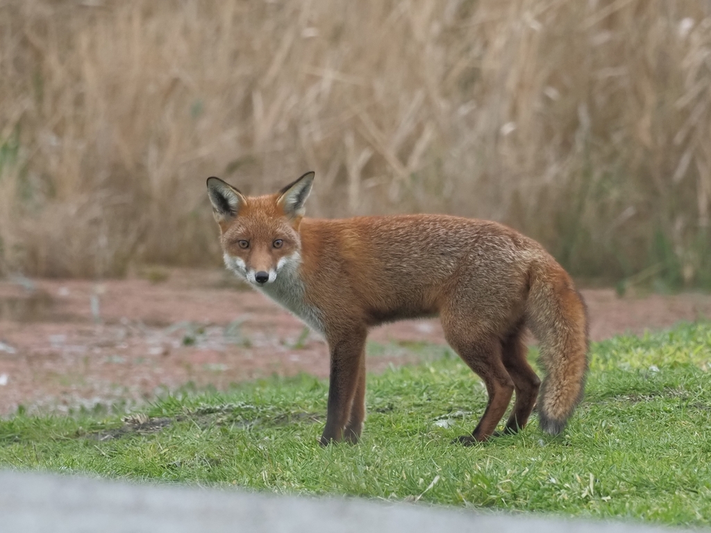 European Red Fox (Vulpes vulpes crucigera) - Know Your Mammals