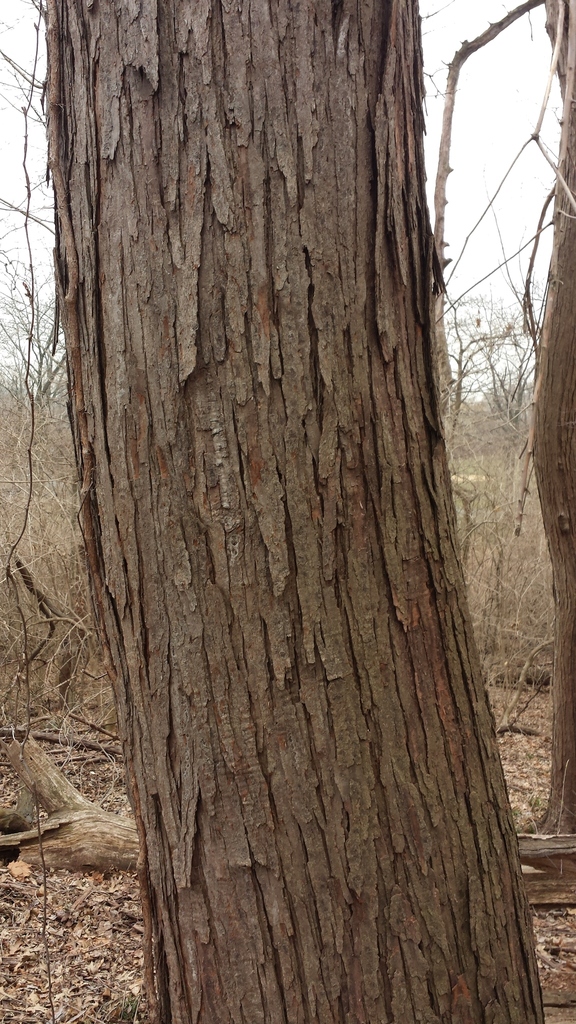 Tun tree from Queens, NY, USA on March 28, 2018 at 02:27 PM by Zihao ...
