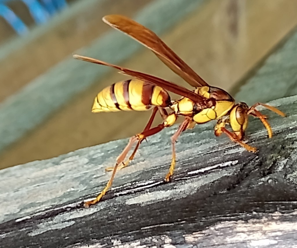 Avispa verdugo (Himenóptera en Cosalá) · iNaturalist Mexico