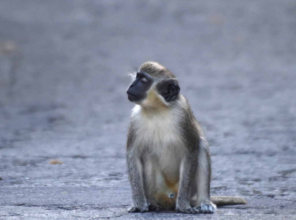 Green Monkey (Chlorocebus sabaeus) - Know Your Mammals