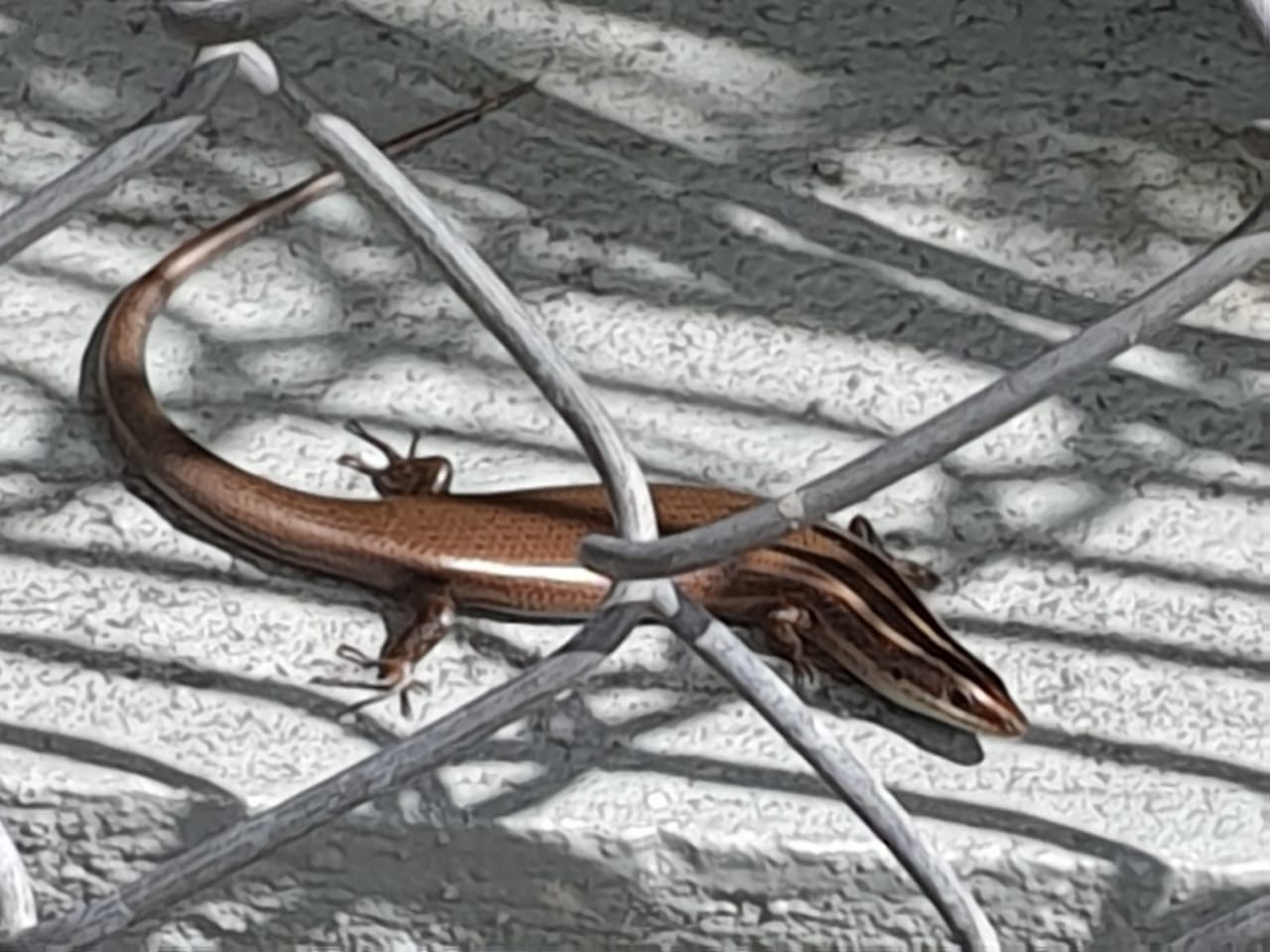 Spondylurus Fitzinger, 1826