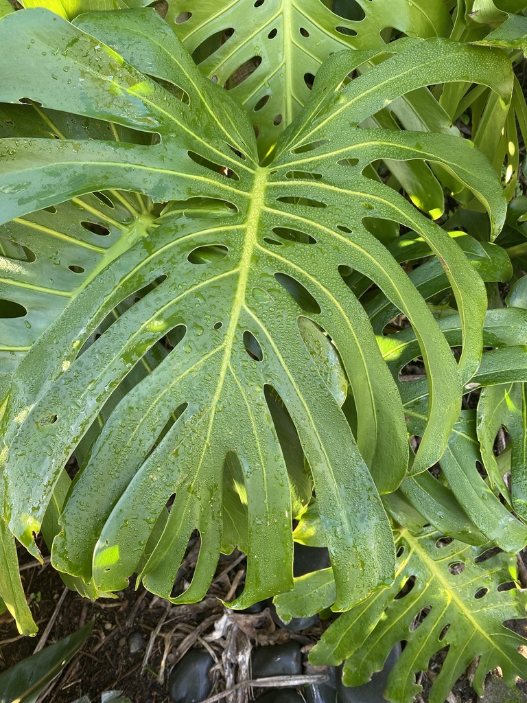 Swiss Cheese Plant from Millen Avenue, Pakuranga, Auckland, NZ on July ...