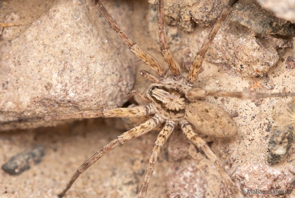 Odo patricius from Arica, Arica y Parinacota, Chile on July 16, 2021 at ...