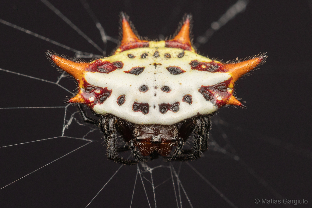 Have you heard of a category called “star shaped spiders”? : r/spiders