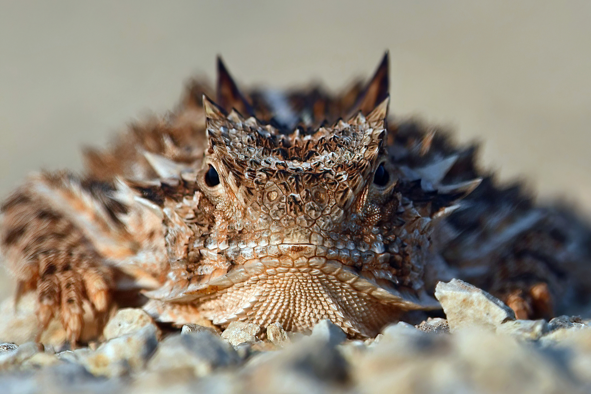 Flat Tailed Horned Lizard