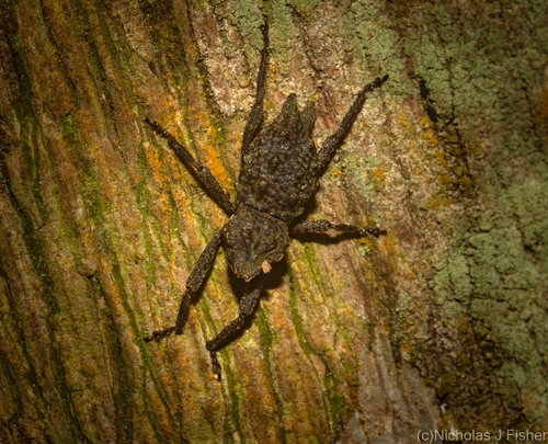 Poropterus jekeli · iNaturalist