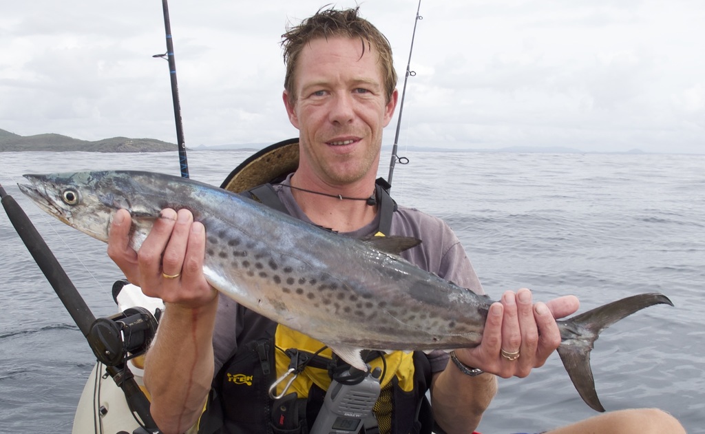 Spotted Mackerel (Scomberomorus munroi) - Marine Life Identification