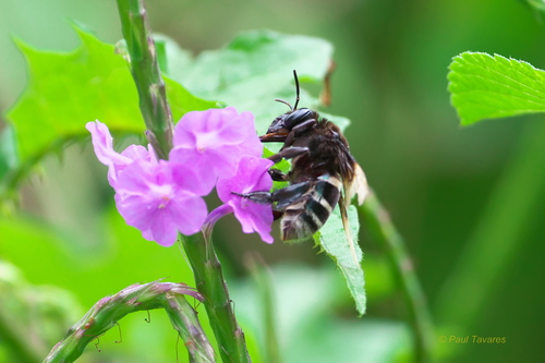 Bennett's Orchid Bee (Eulaema bennetti) · iNaturalist
