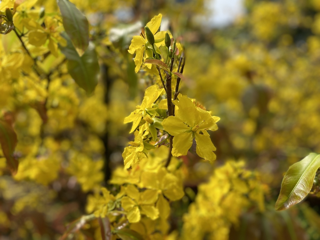 Yellow Mai (Ochna integerrima) - Botanical Realm