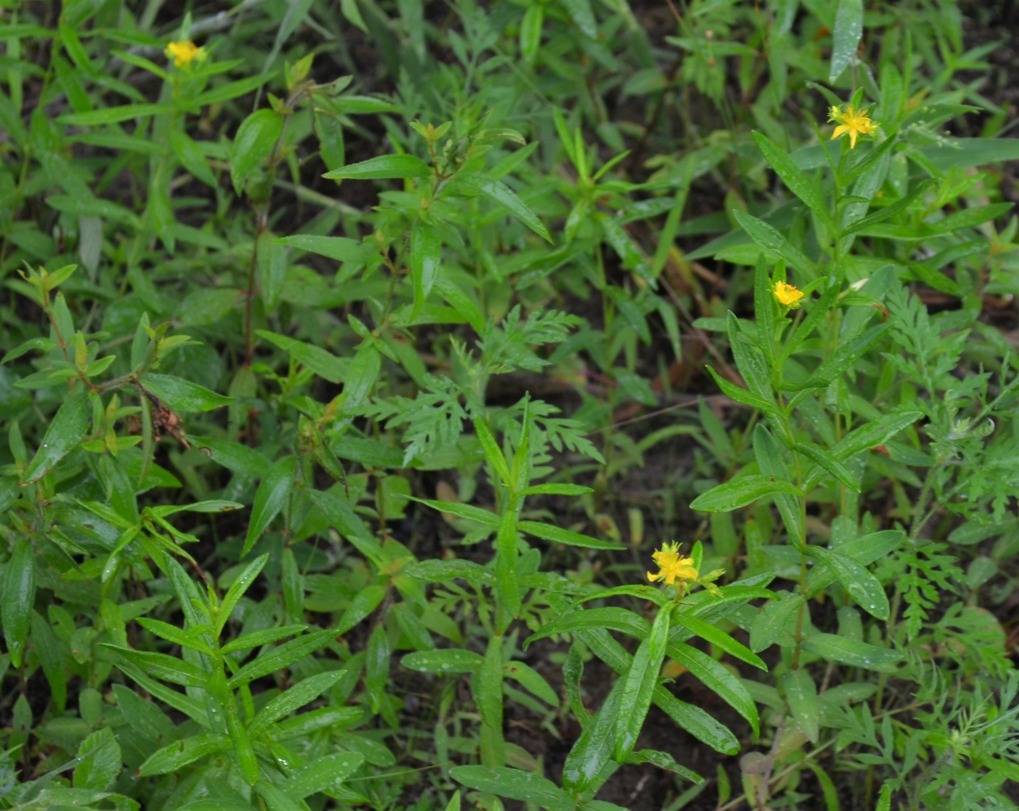 Hypericum adpressum W.P.C.Barton
